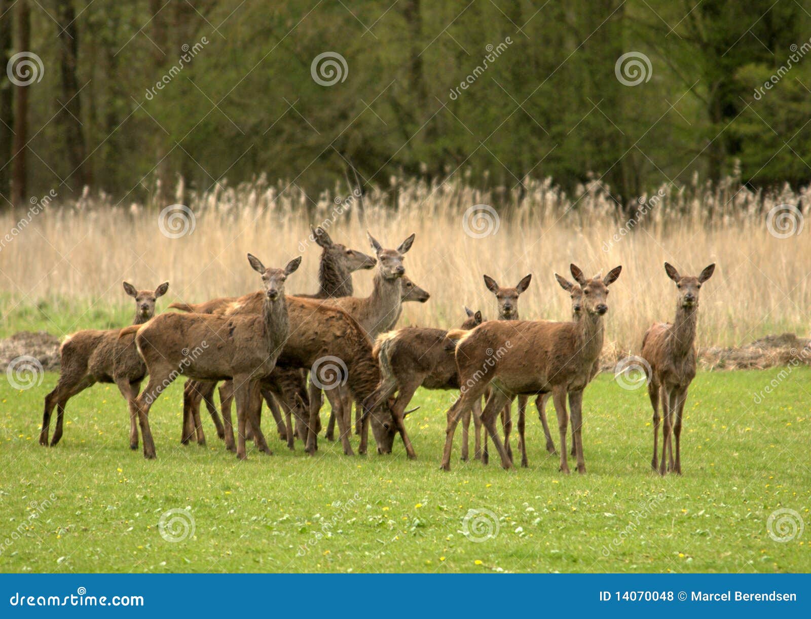 Cerfs Communs Rouges - Elaphus De Cervus. (1) Photo stock - Image du ...