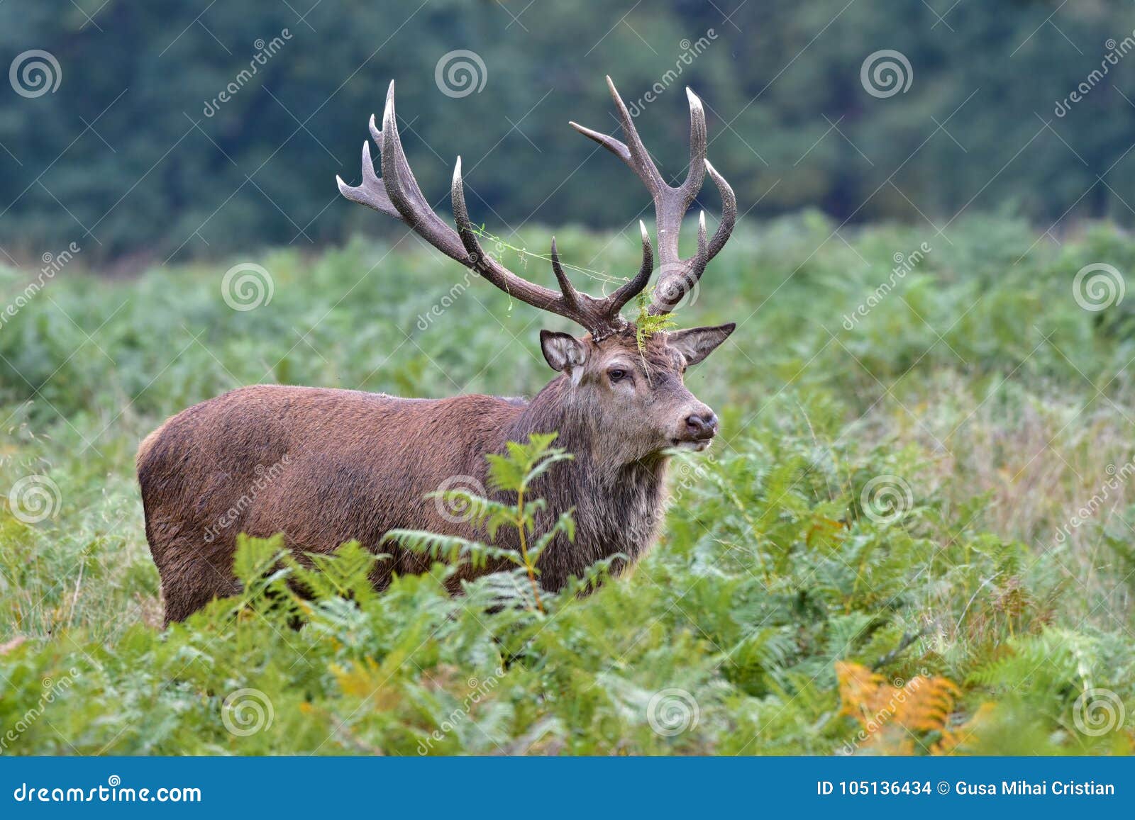 Cerfs Communs Rouges, Elaphus De Cervus Photo stock - Image du beugler ...