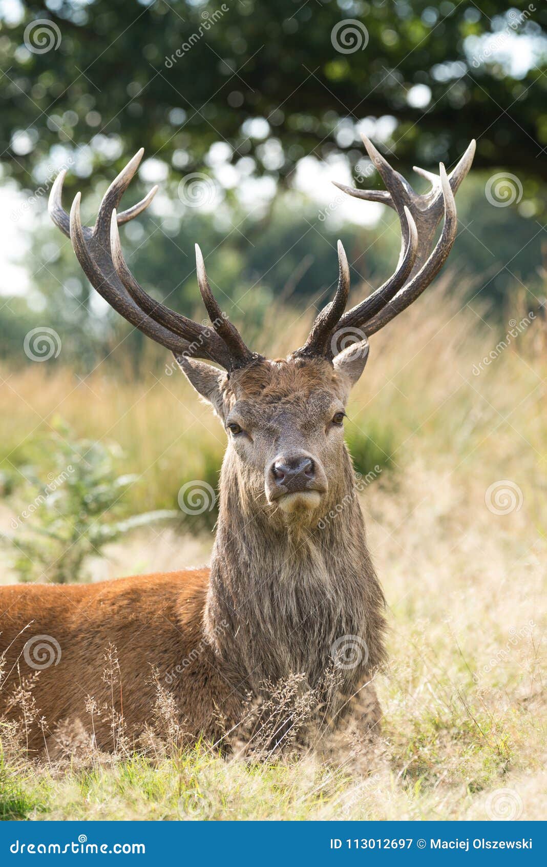 Cerfs Communs Rouges, Cerfs Communs, Elaphus De Cervus Image stock ...