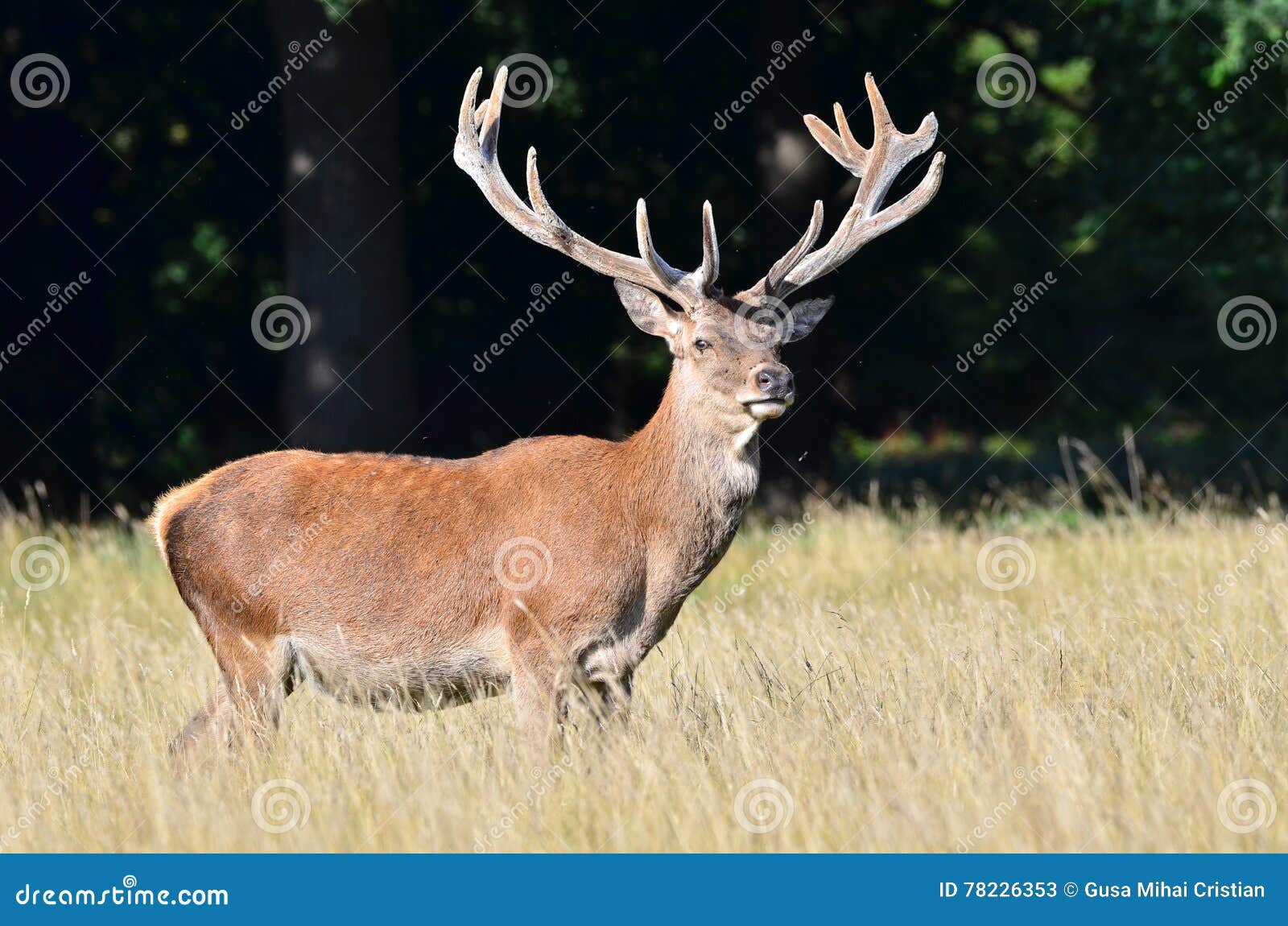 Cerfs Communs Rouges, Elaphus De Cervus Image stock - Image du lames ...