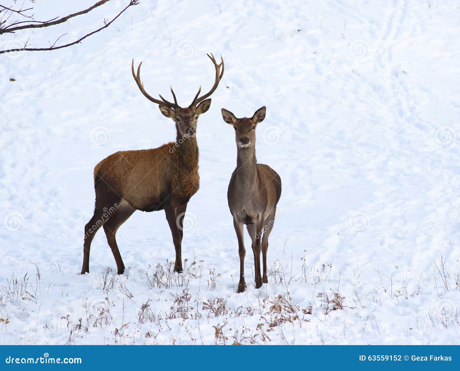 Cerfs Communs Rouges Et Faon Dans La Neige Photo stock - Image du mâle ...