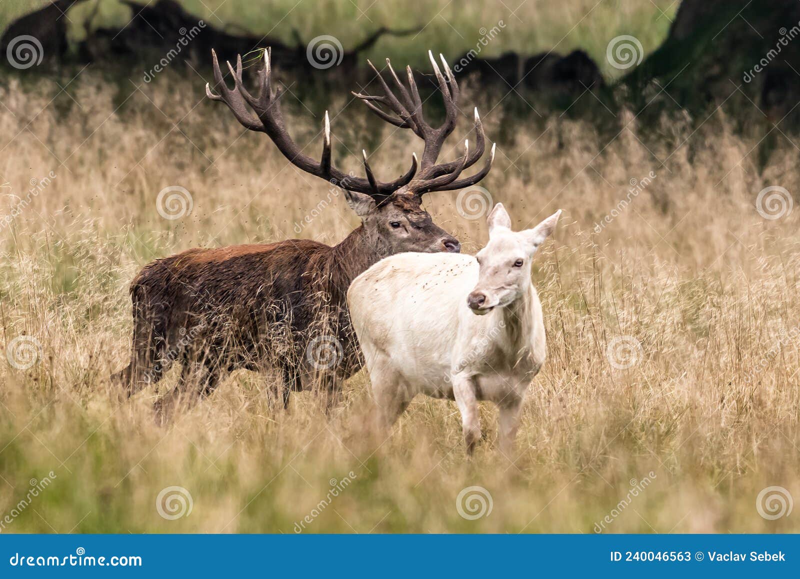 Cerfs Rouges Cerf Cervus Elaphus Image stock - Image du neuf, type ...