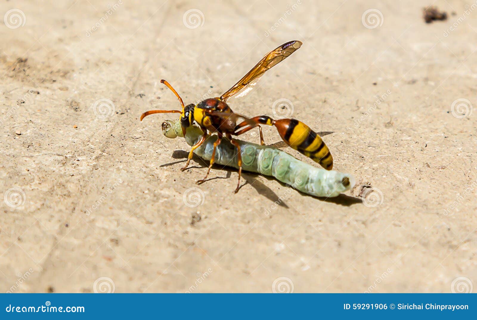 Ceriana wasp stock photo. Image of hunt, wasp, ceriana - 59291906