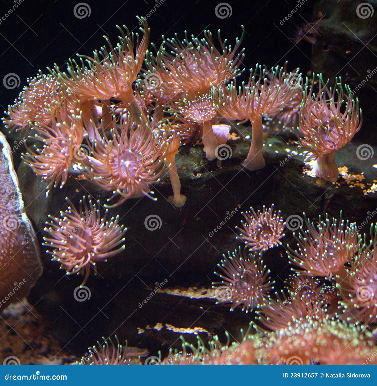 Ceriantharia varia stock image. Image of vibrant, aquarium - 23912657