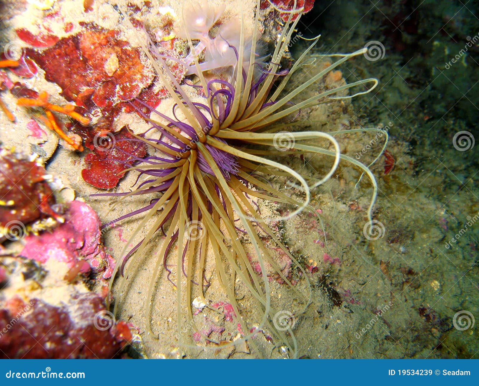Cerianthus sp. anemone stock image. Image of deep, water - 19534239