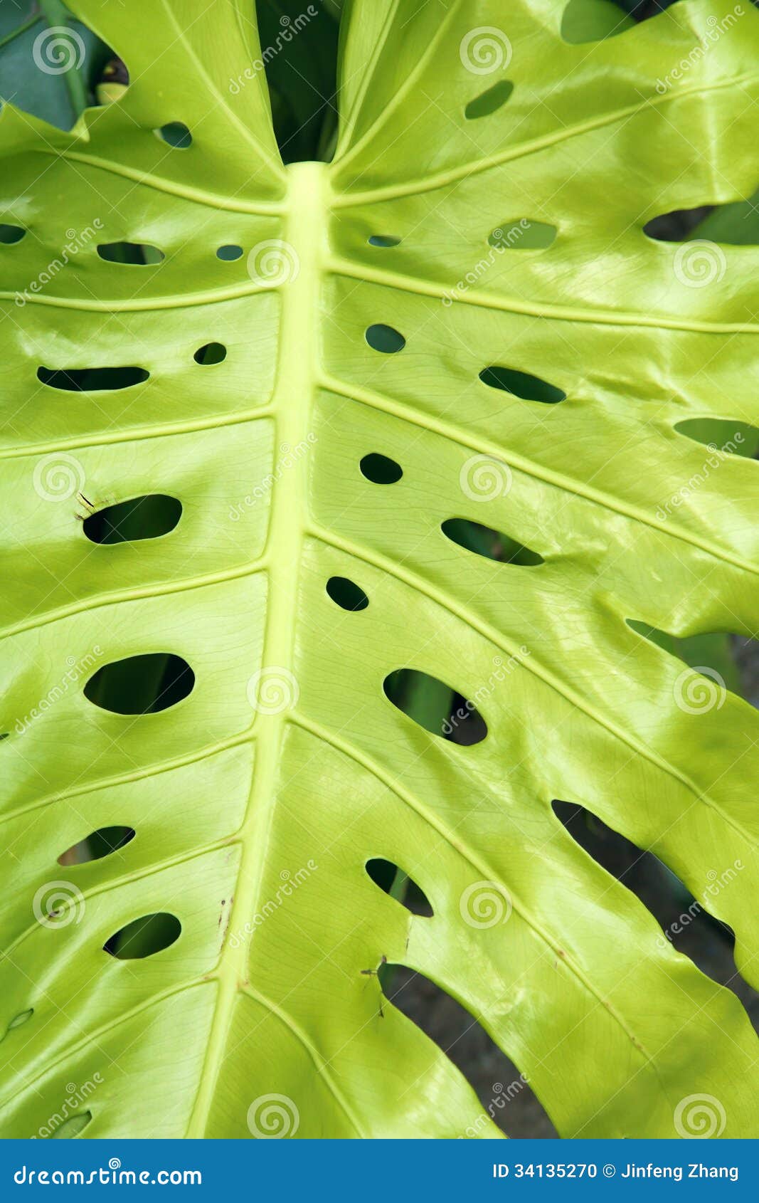 Ceriman de Monstera foto de archivo. Imagen de planta - 34135270