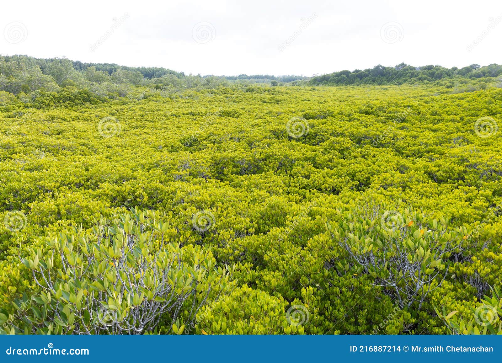 Ceriops tagal forest stock photo. Image of spring, tree - 216887214