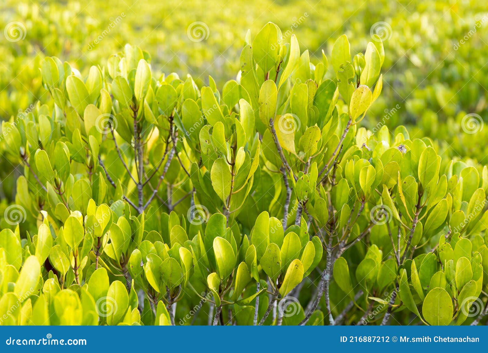 230 Ceriops Stock Photos - Free & Royalty-Free Stock Photos from Dreamstime