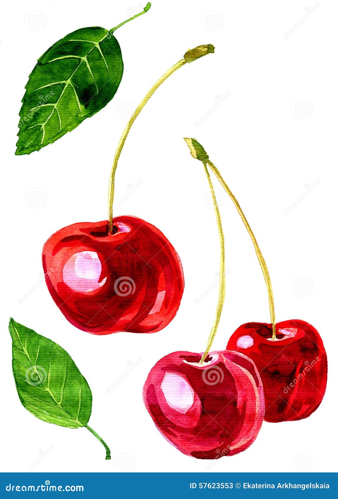 Cerise De Dessin D'aquarelle Illustration Stock - Illustration du ...