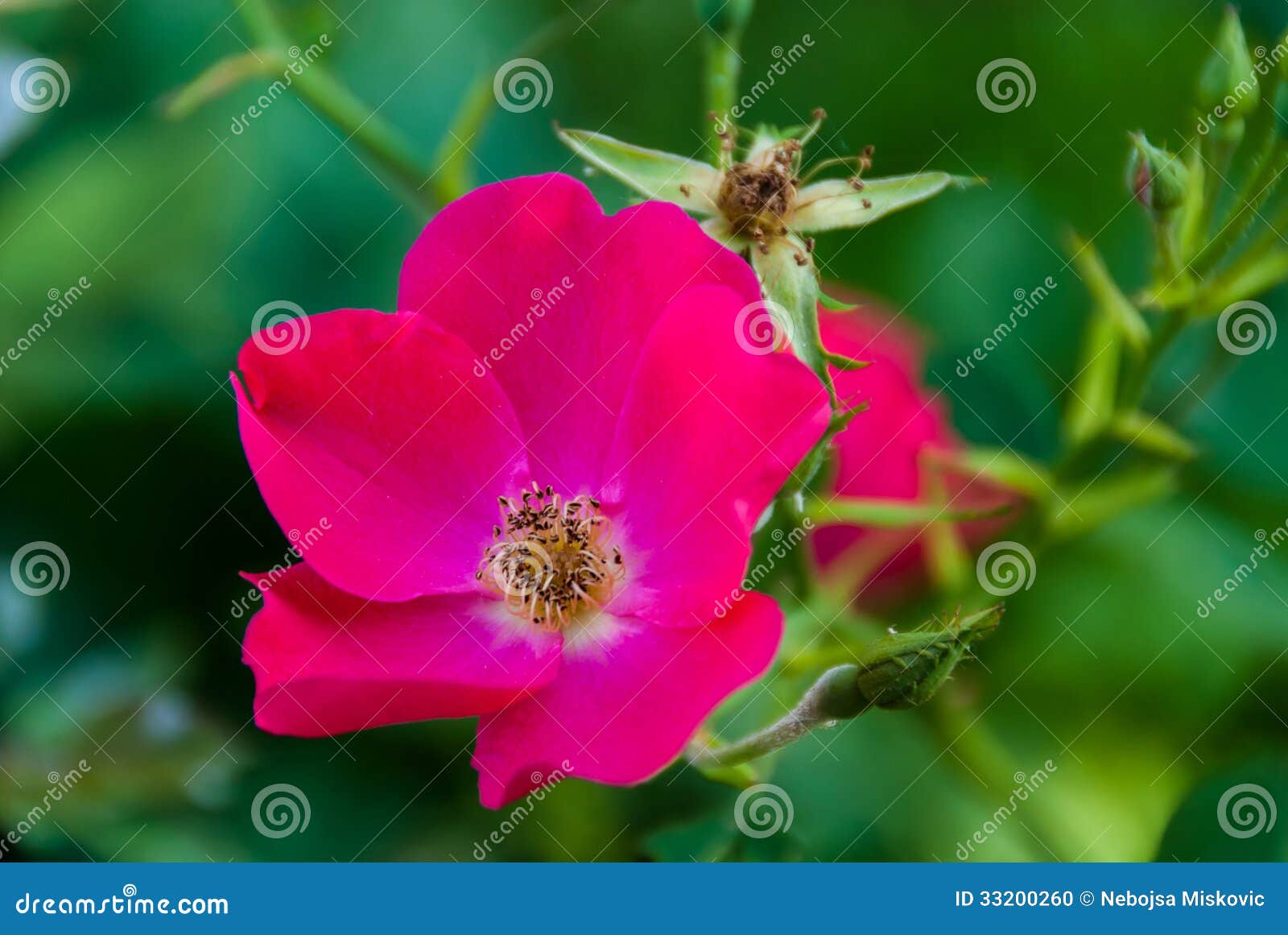 Cerise flower stock photo. Image of detail, garden, green - 33200260