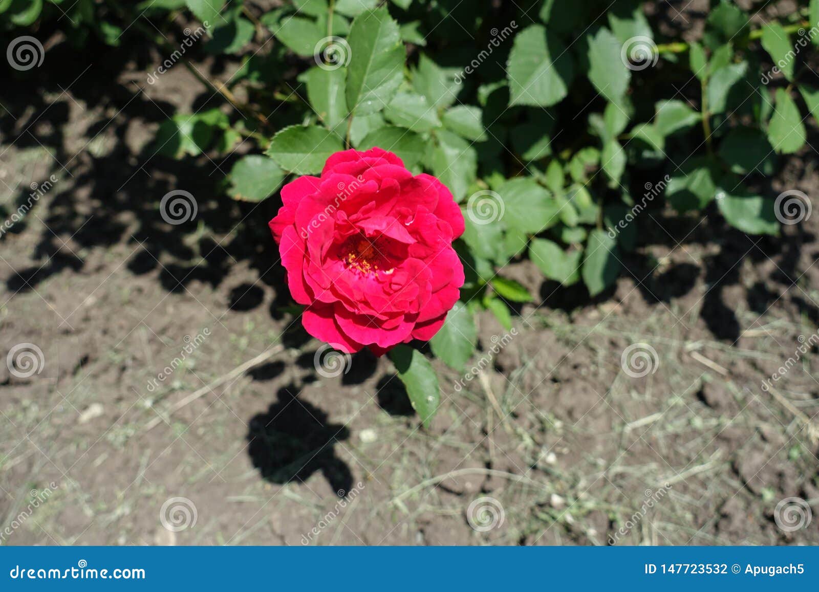 Cerise Red Flower of Garden Rose Stock Photo - Image of outdoors, park ...