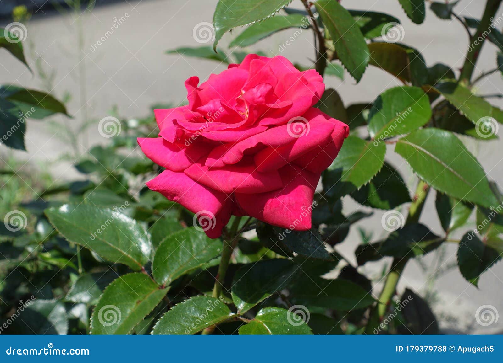 Cerise Red Flower of Rose in the Garden Stock Photo - Image of bloom ...