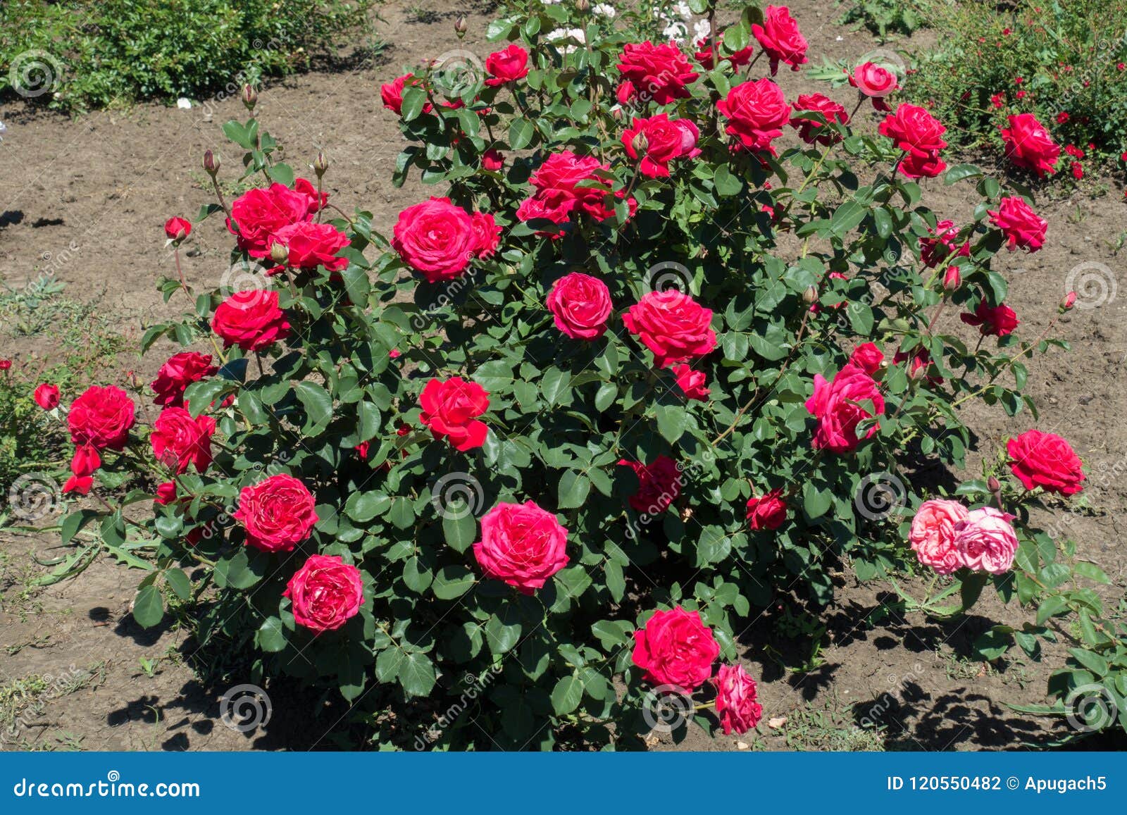 Cerise Red Flowers on Rose Bush Stock Photo - Image of cultivar, nature ...