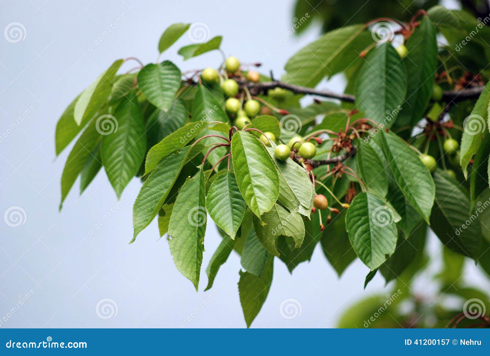 Cerise verte image stock. Image du sauvage, douceur, été - 41200157