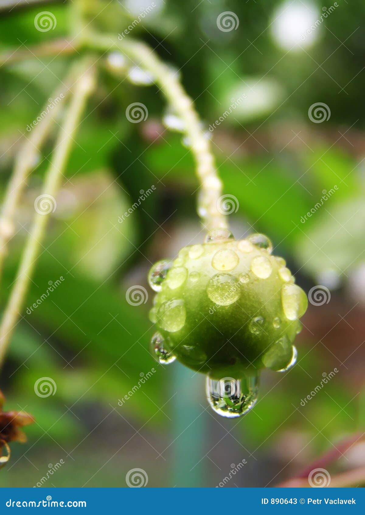 Cerise verte image stock. Image du saison, fruité, vert - 890643