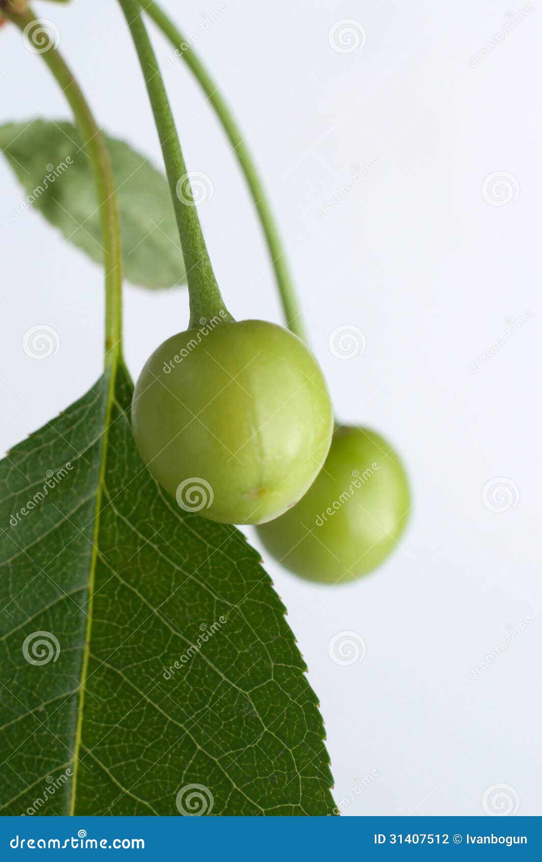 Cerise verte non mûre photo stock. Image du immature - 31407512