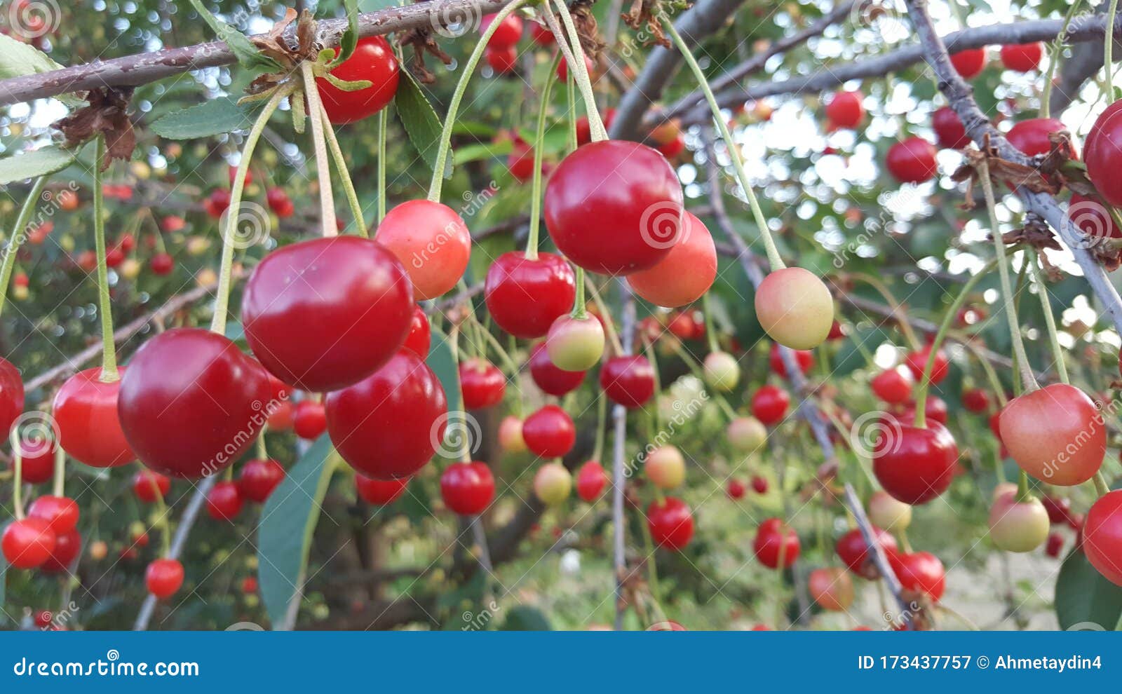 Cerises Dans La Branche D'arbre Image stock - Image du cerises, arbre ...