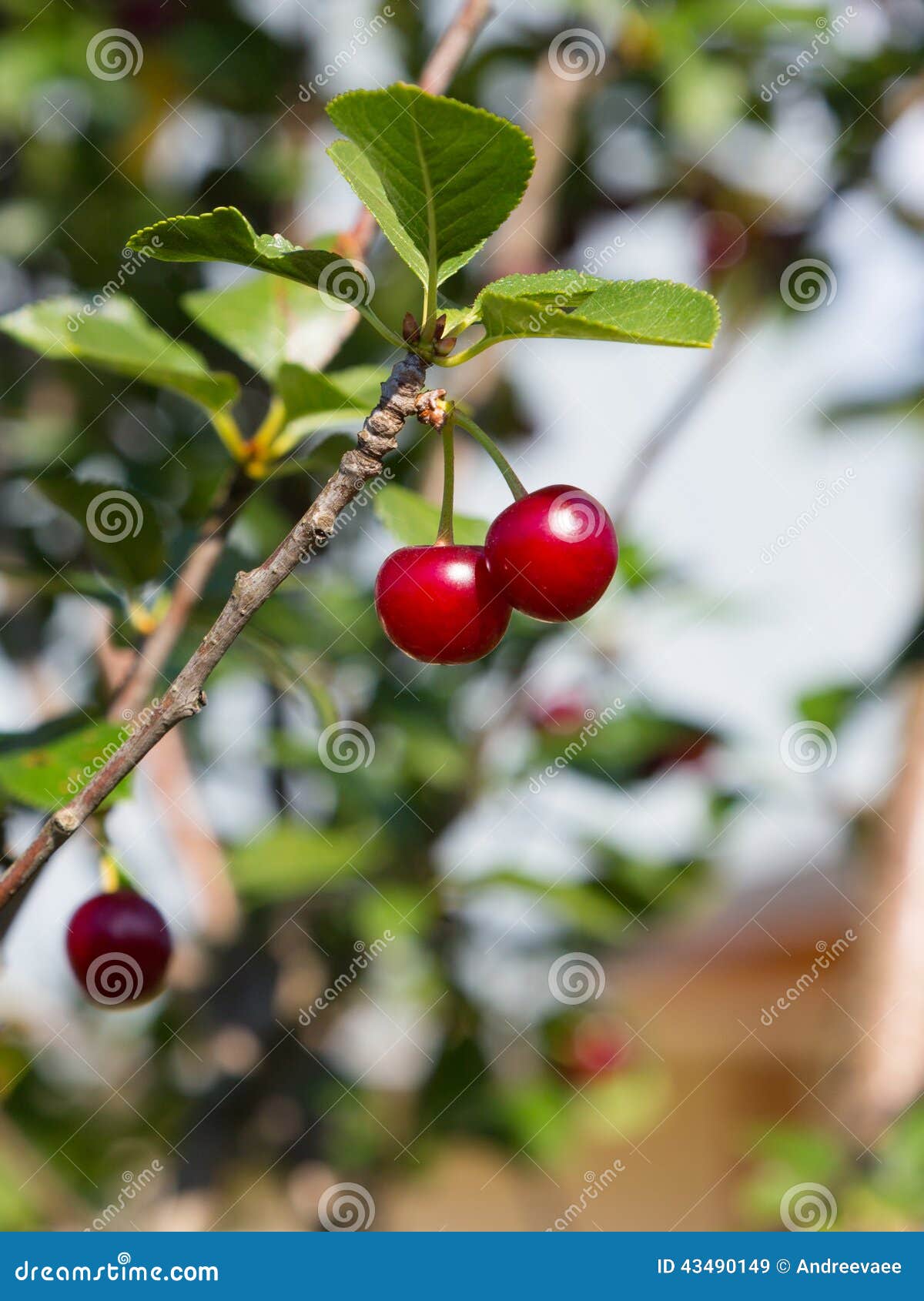 Cerises rouges image stock. Image du cerise, coloré, fruits - 43490149
