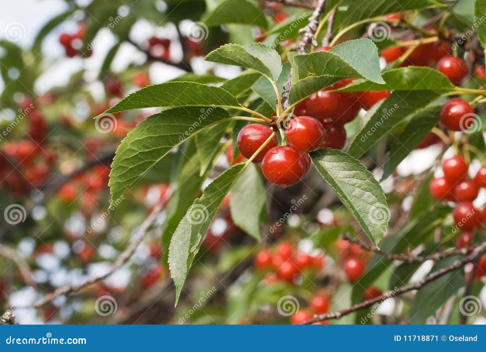 Cerises Rouges Sur Le Cerisier Image stock - Image du arbre, cerises ...