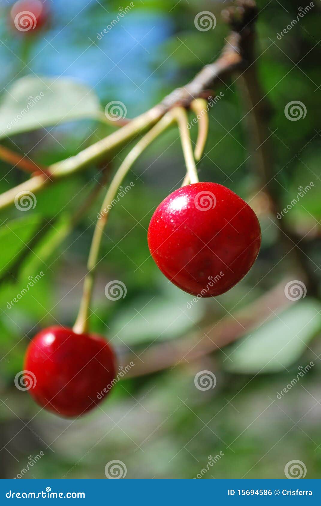 Cerises sur l'arbre photo stock. Image du couleur, nature - 15694586