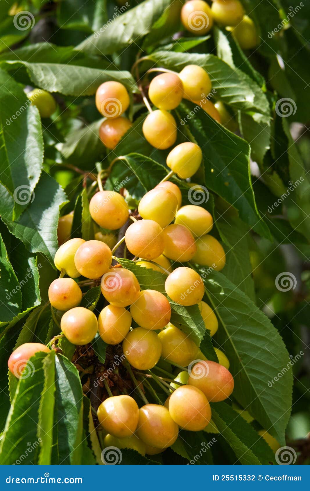 Cerises sur l'arbre photo stock. Image du nourriture - 25515332
