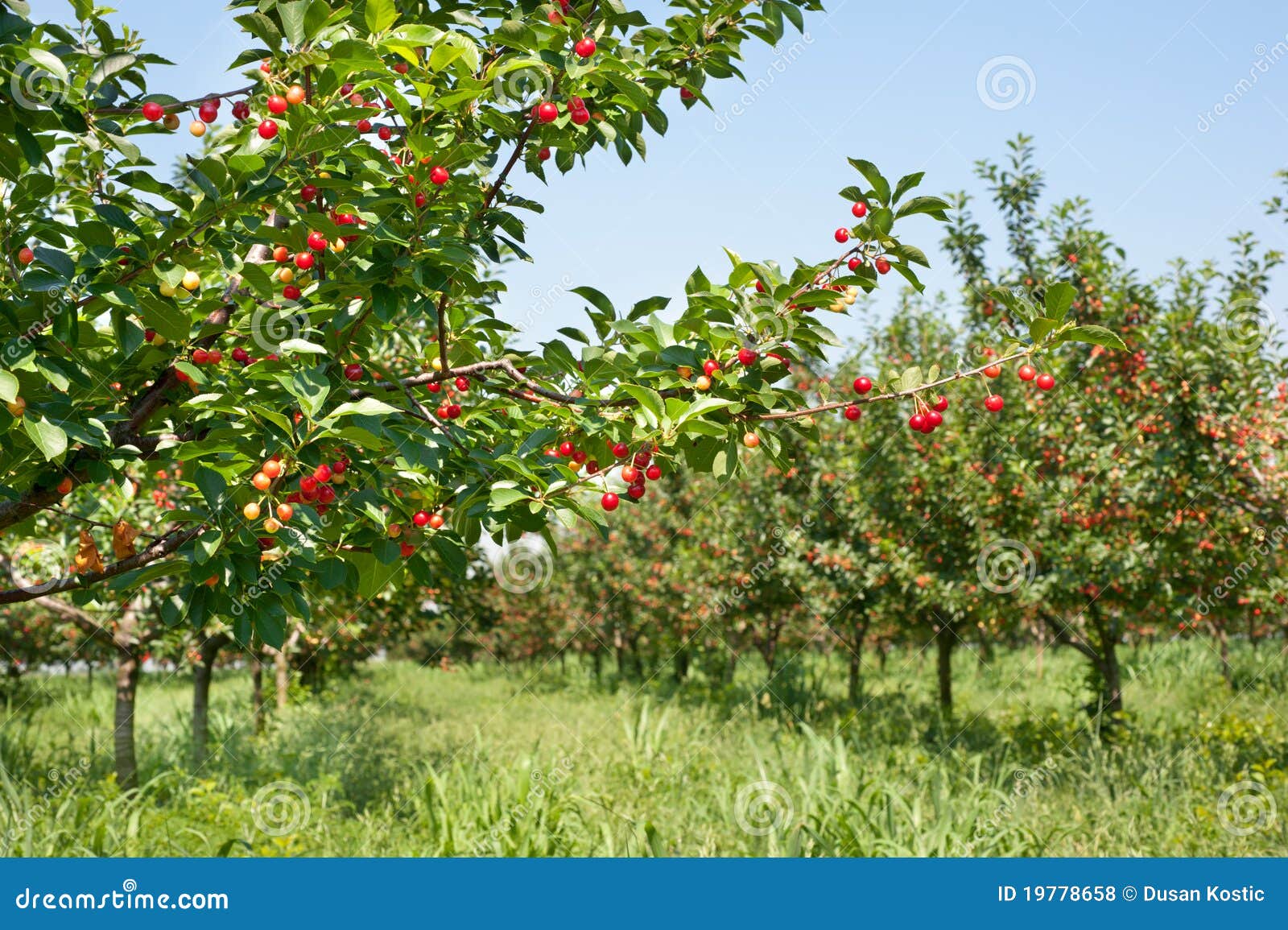 Cerises Sur L'arbre De Verger Photo stock - Image du nature, cerise ...