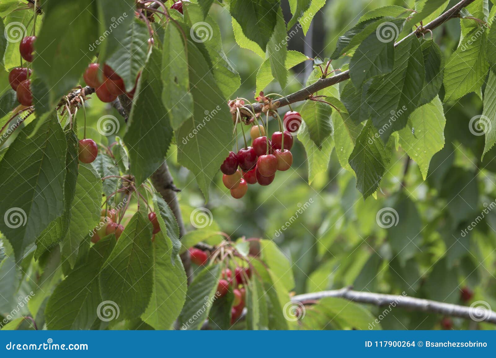 Cerises Sur L'arbre, Maturation Du Fruit Photo stock - Image du ...