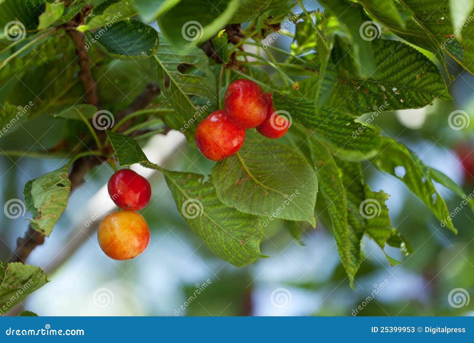 Cerisier Avec Les Fruits Rouges Image stock - Image du cerise, nature ...