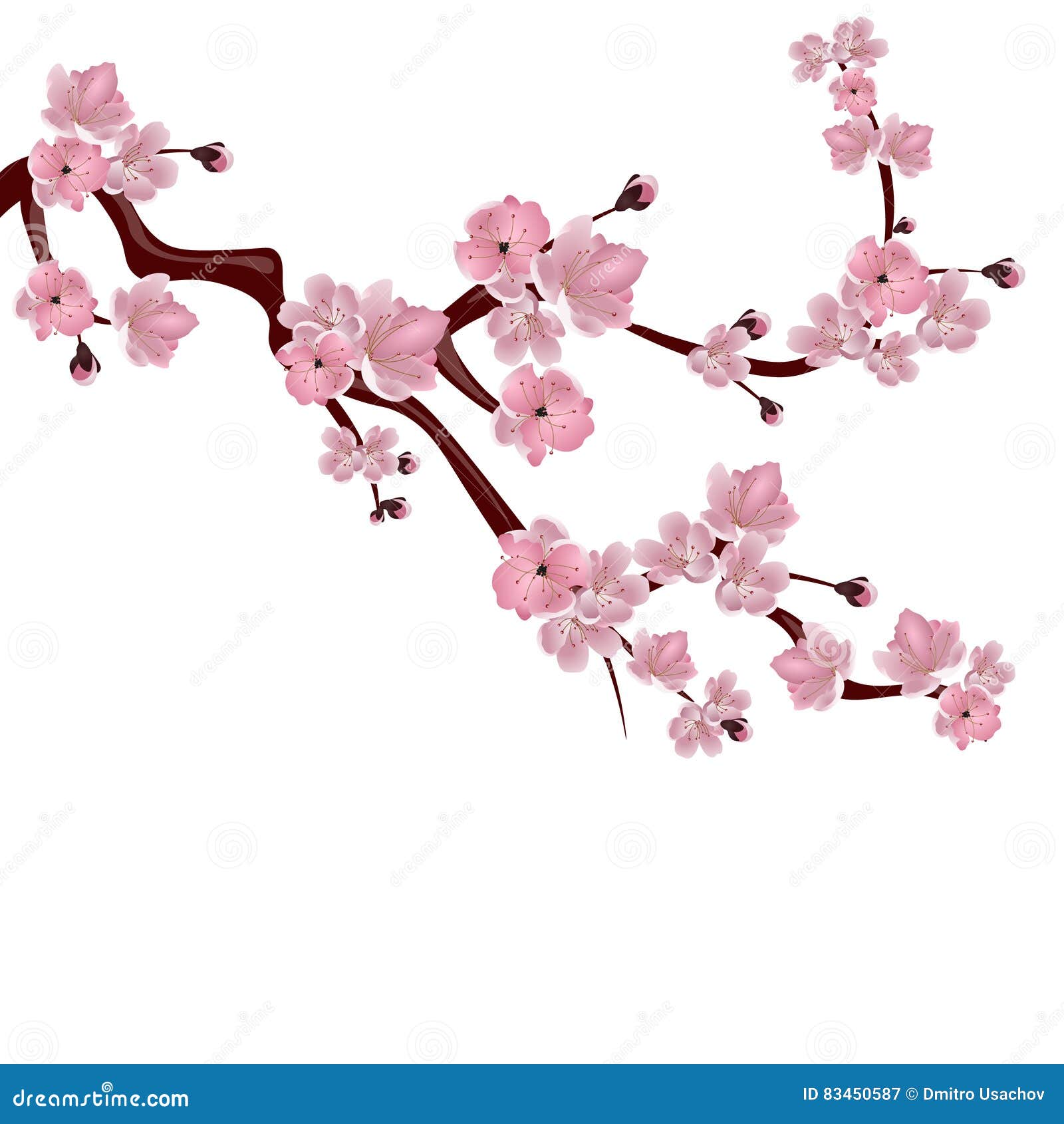 Cerisier Japonais Une Branche Des Fleurs De Cerisier Roses Sur Le Fond ... Cerisier Japonais Une Branche Des Fleurs De Cerisier Roses Sur Le Fond ...