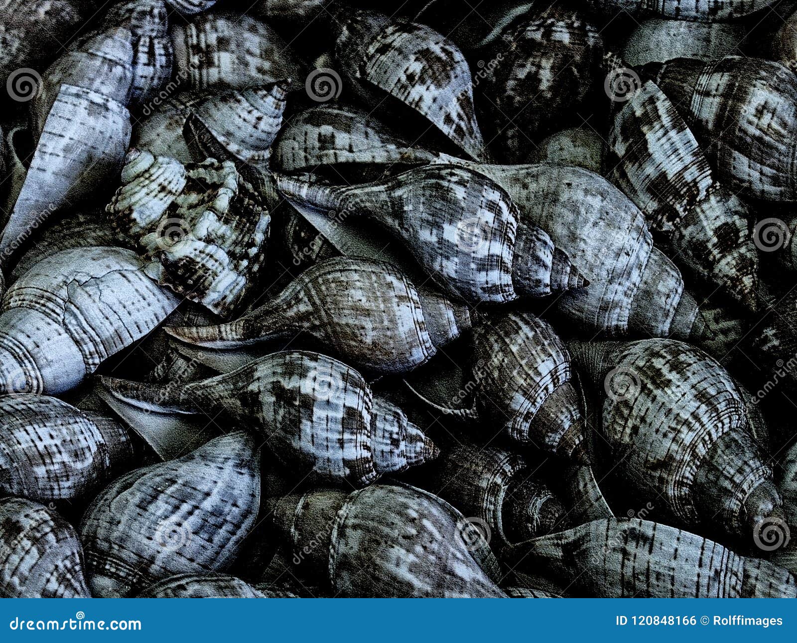 Cerith shells stock photo. Image of periwinkles, aquatic - 120848166