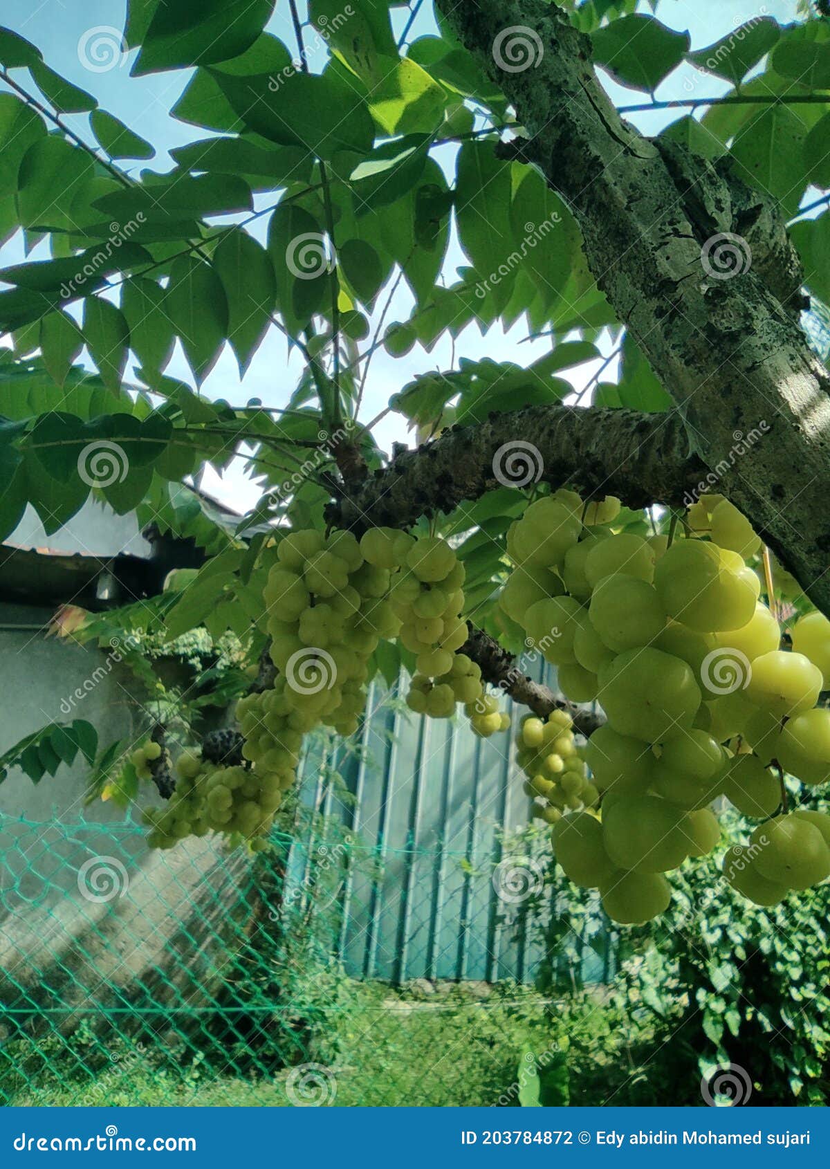 Cermai Trees Bear Much Fruit Stock Photo - Image of fruit, bear: 203784872