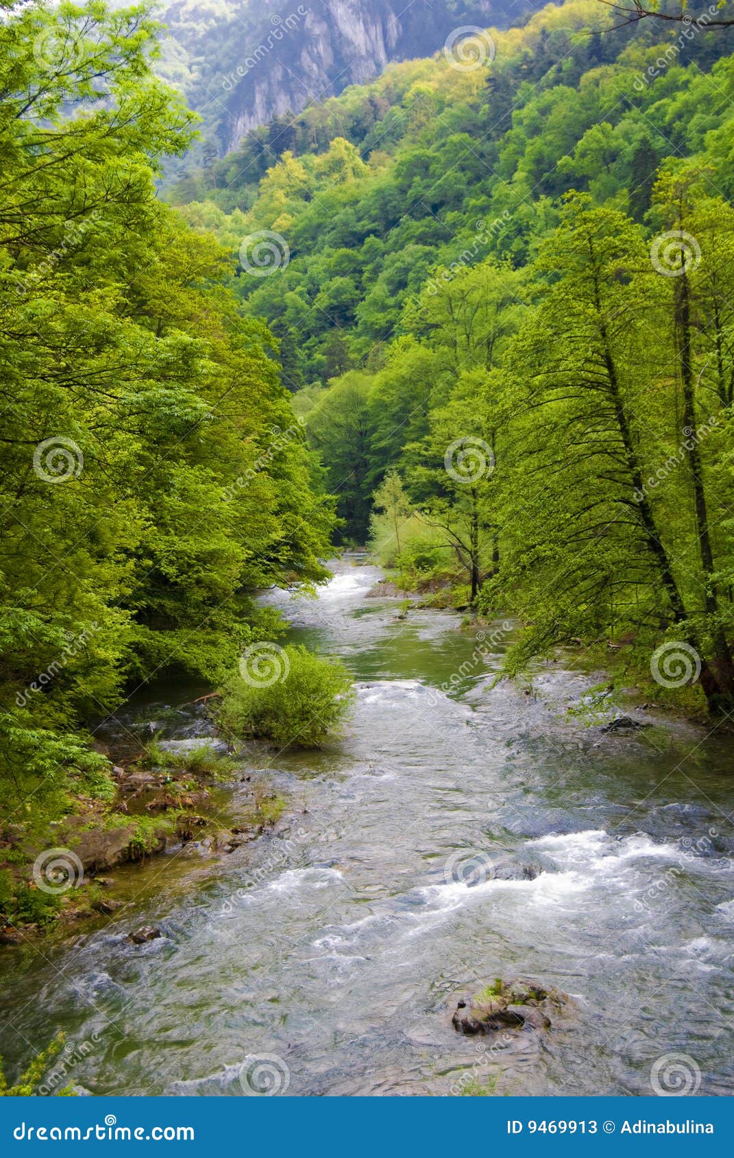 Cerna river stock image. Image of rain, green, leaf, outdoors - 9469913