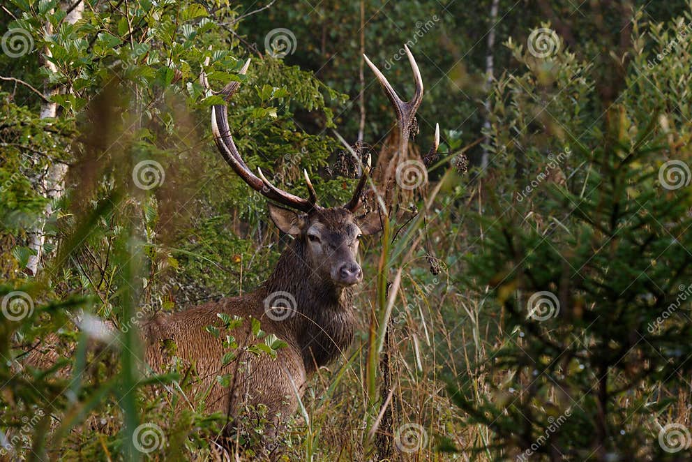 Cernero rojo foto de archivo. Imagen de fauna, ciervos - 158818684