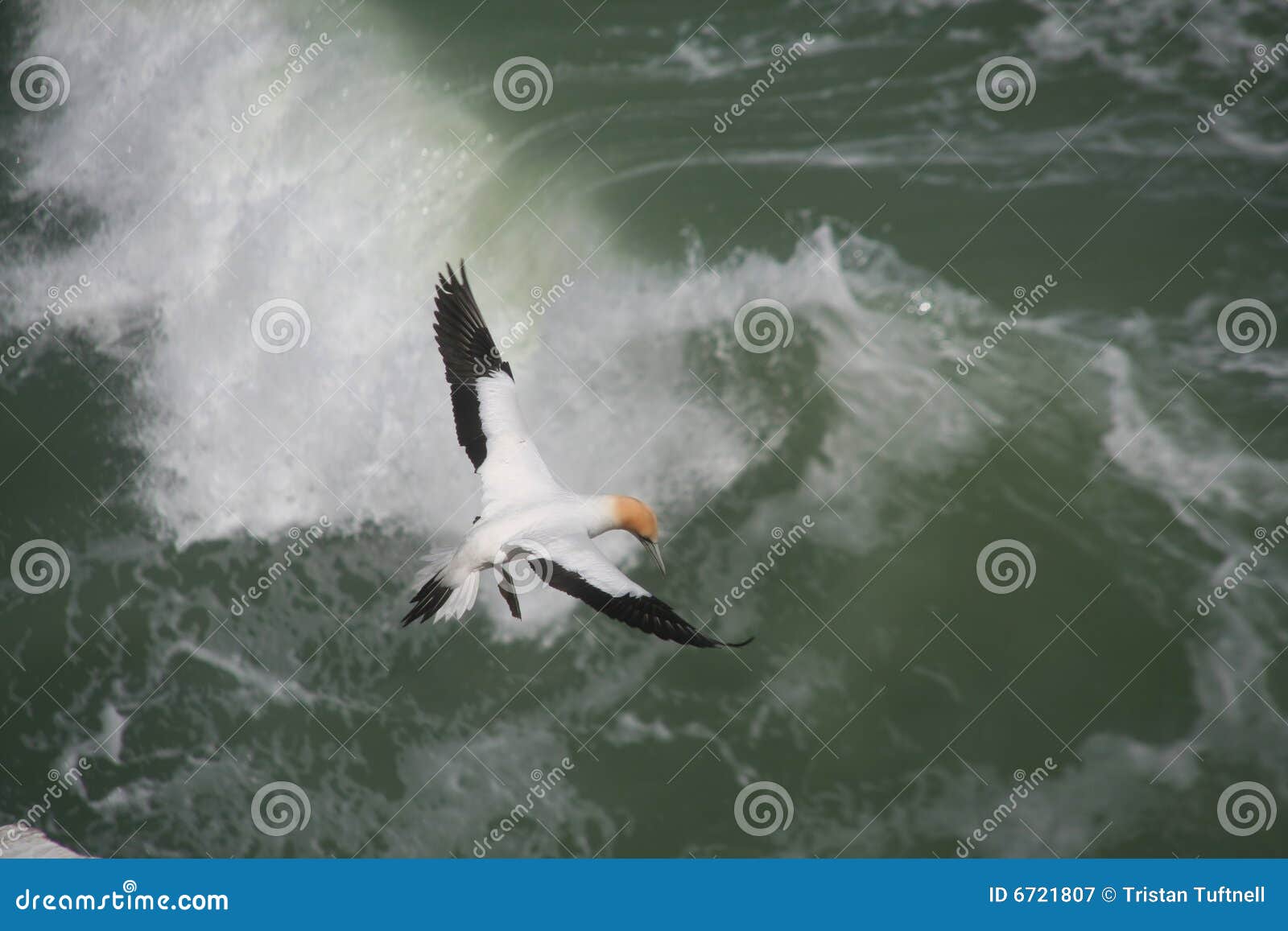 Cernido sobre la tormenta imagen de archivo. Imagen de tasman - 6721807