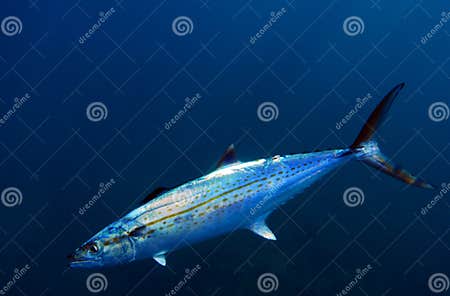 Cero mackerel fish stock image. Image of water, scomberomorus - 25210569