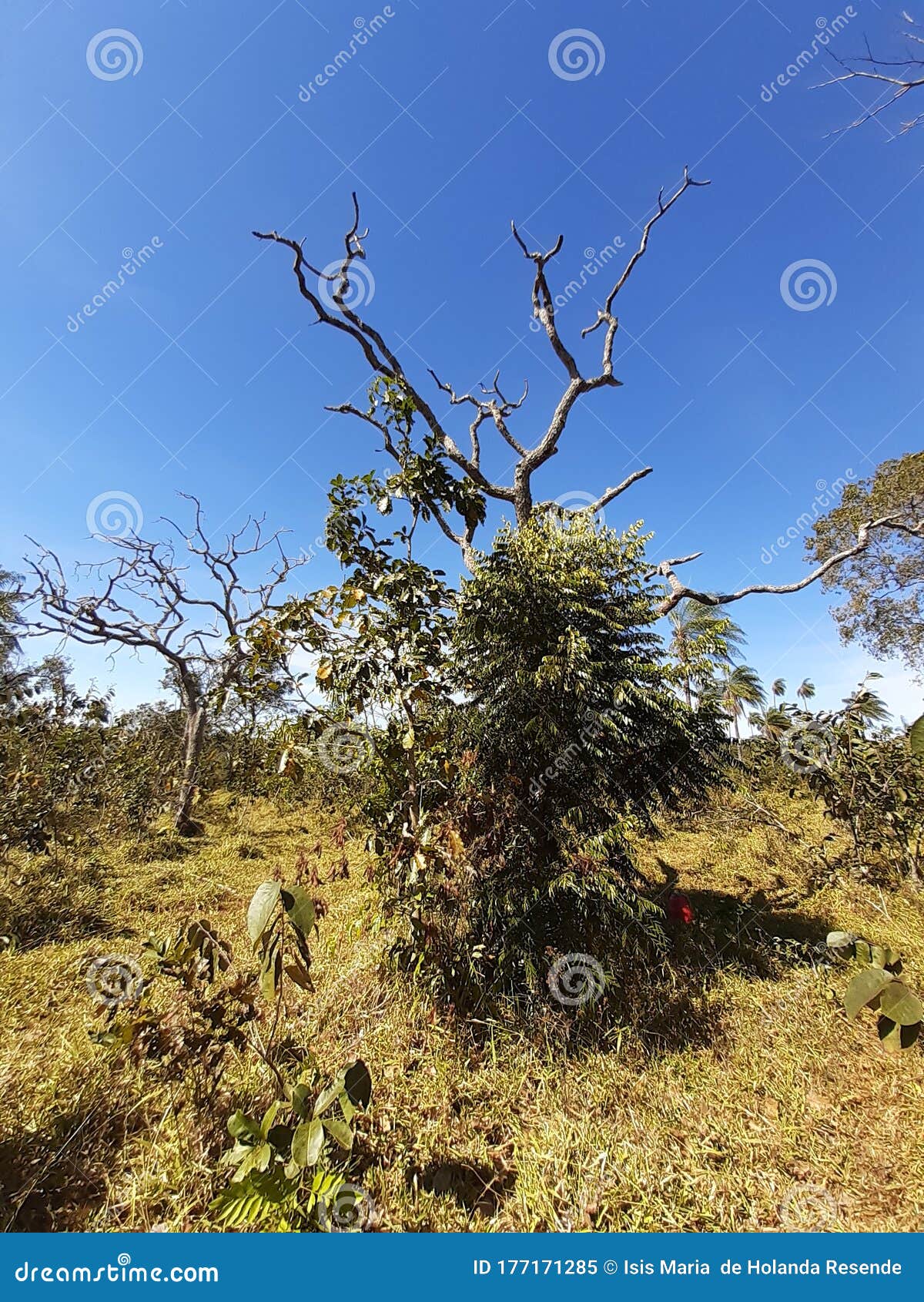 Cerrado stock image. Image of savanna, tree, forest - 177171285