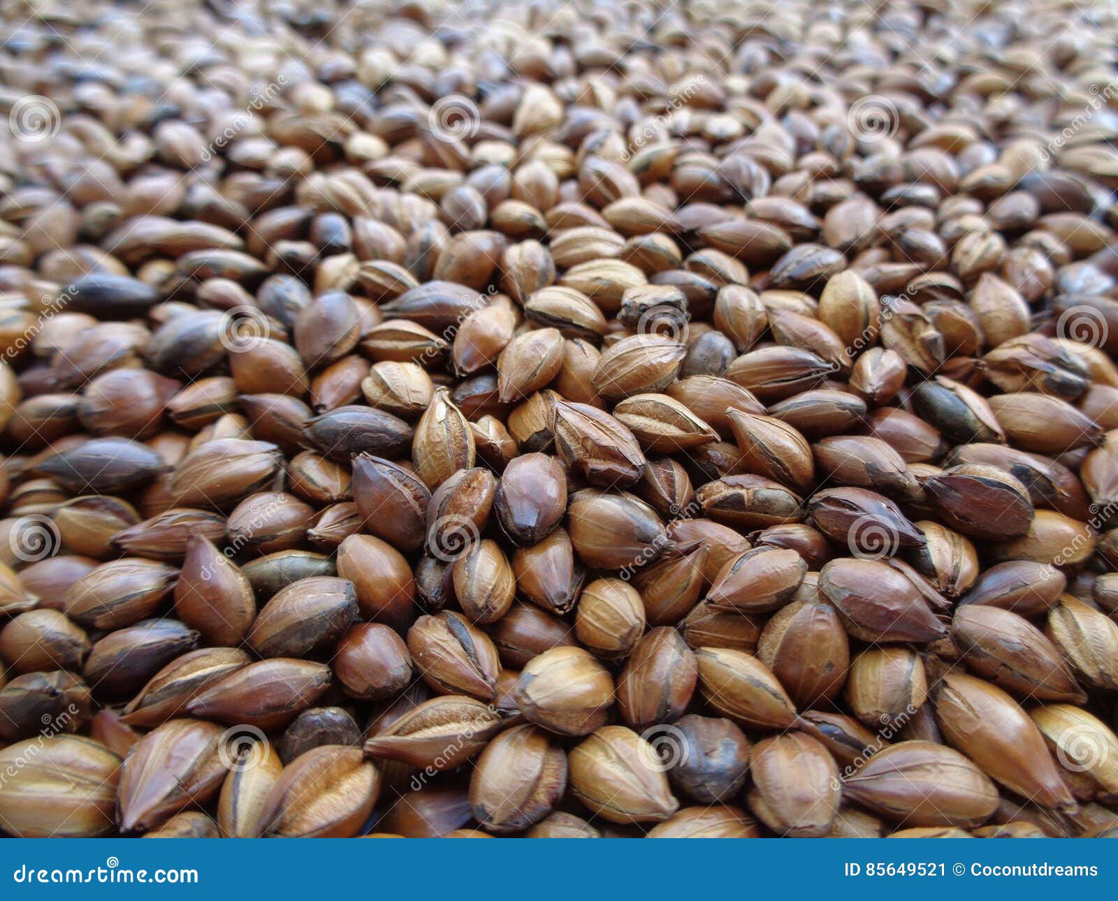 Cerrado Encima De Muchas Sombras Del Color De Brown De La Cebada ...