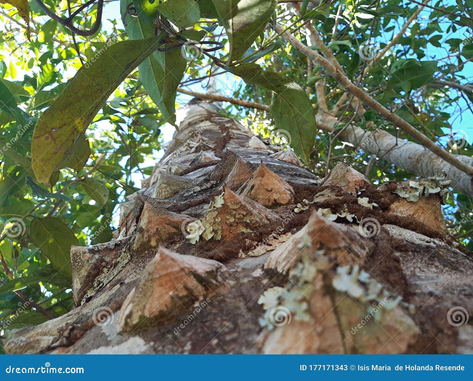Cerrado tree stock image. Image of leaf, wildlife, branch - 177171343