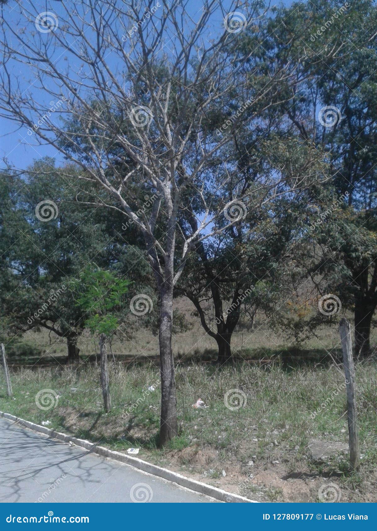Cerrado Tree stock image. Image of savanah, sunny, summer - 127809177