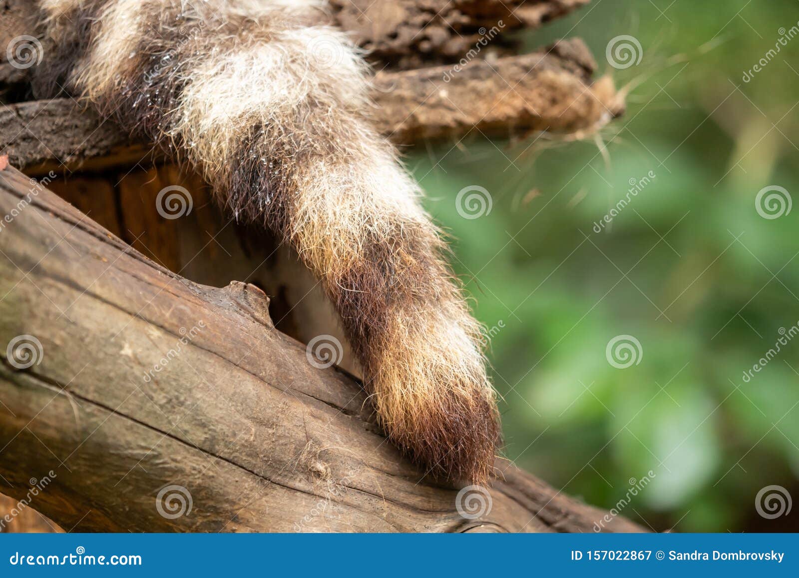 Cerrar cola de un mapache imagen de archivo. Imagen de cierre - 157022867