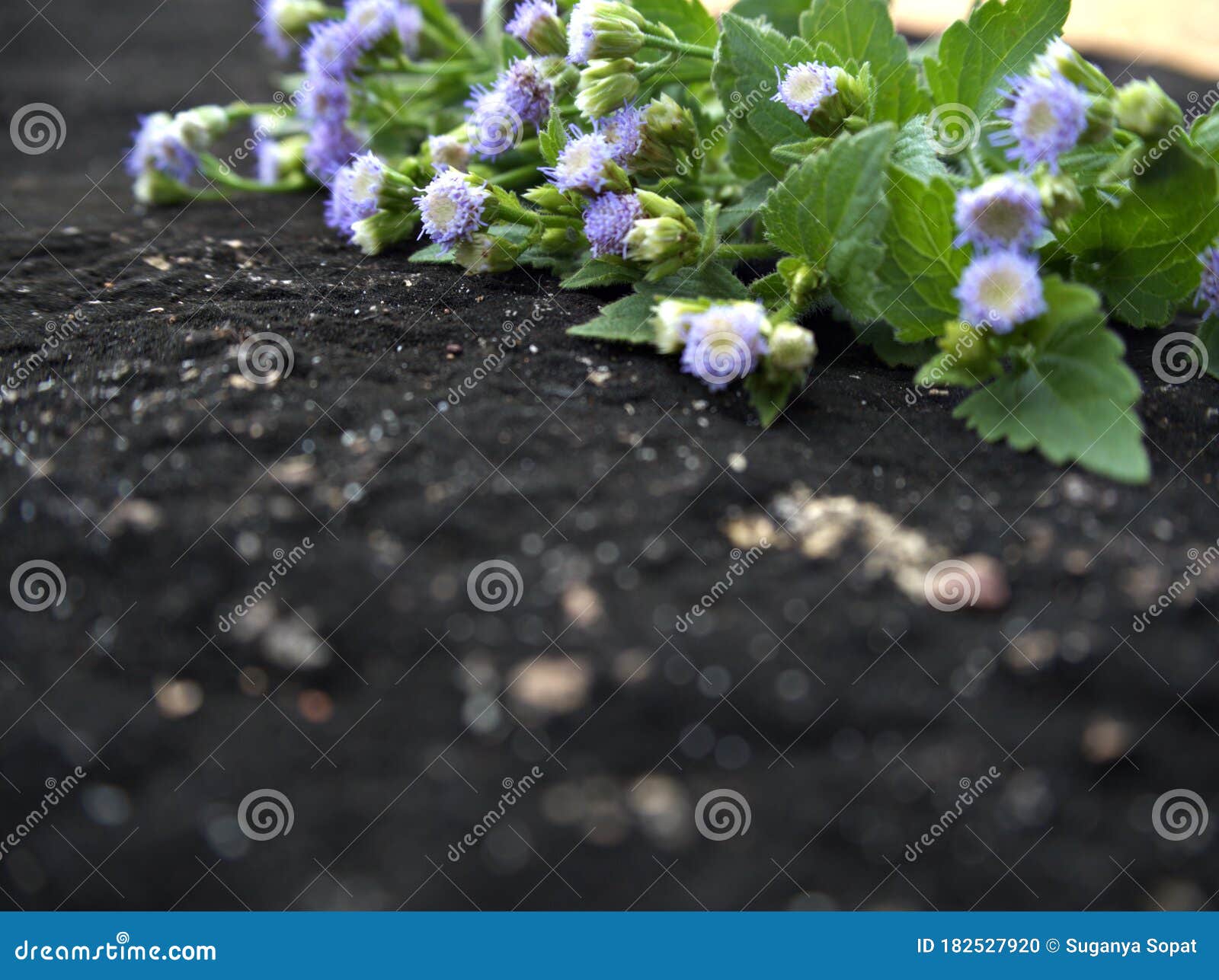 Cerrar Flores Ageratum Azules Con Hojas Verdes Sobre Roca Negra Para