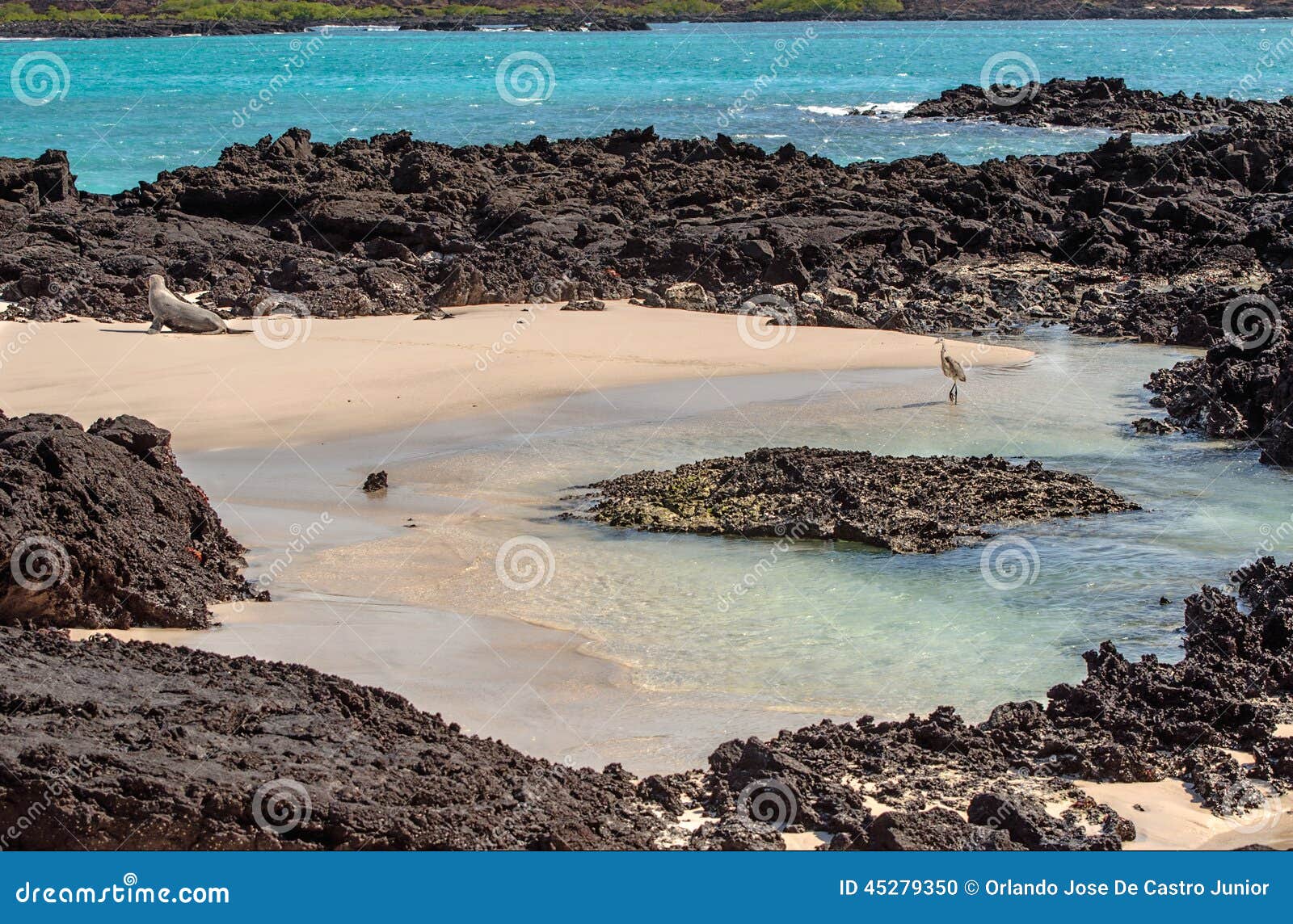 Cerro Brujo arkivfoto. Bild av galapagos, vändkrets, avkoppling - 45279350