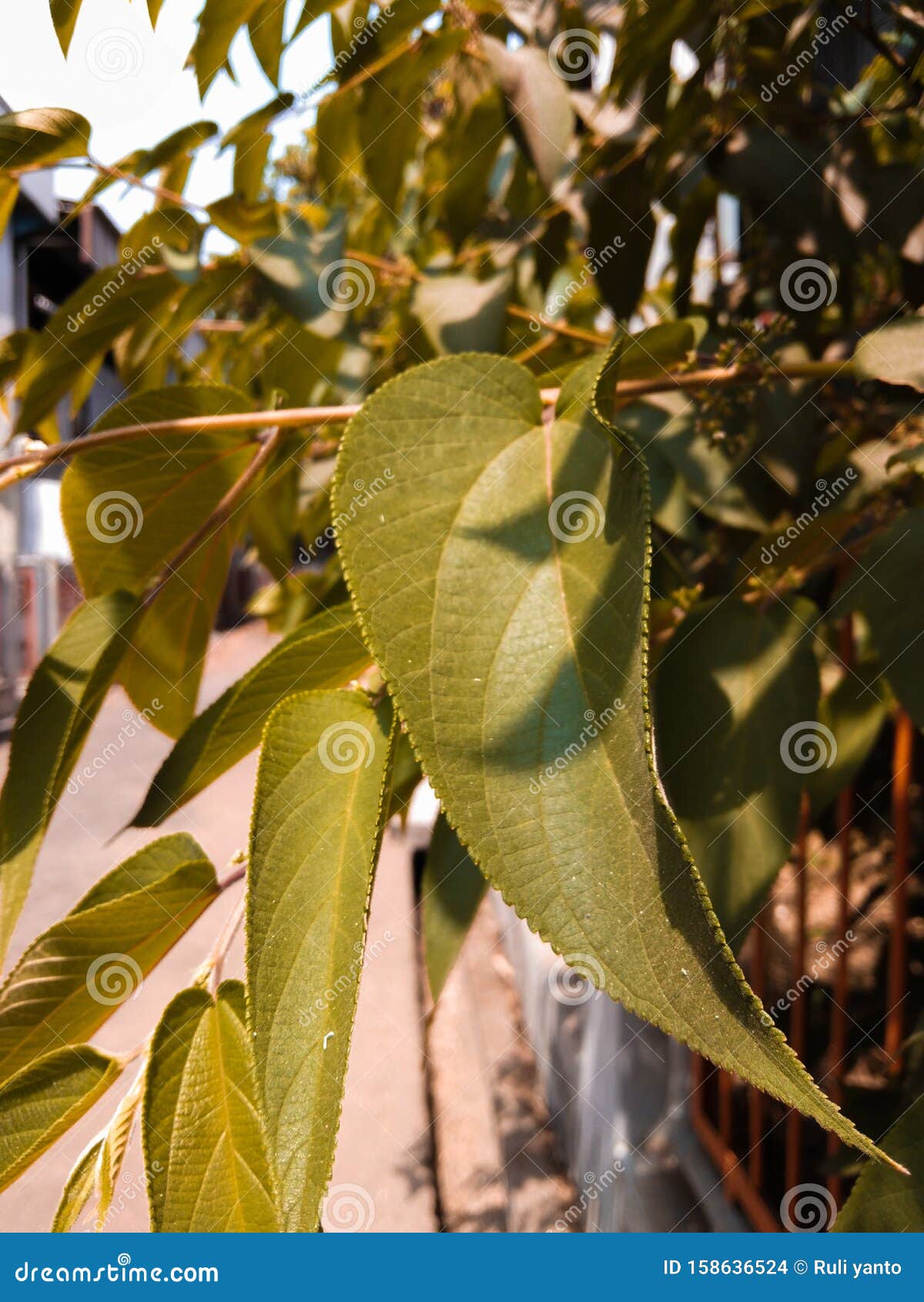 Cerry leaf stock photo. Image of tree, natural, leaf - 158636524