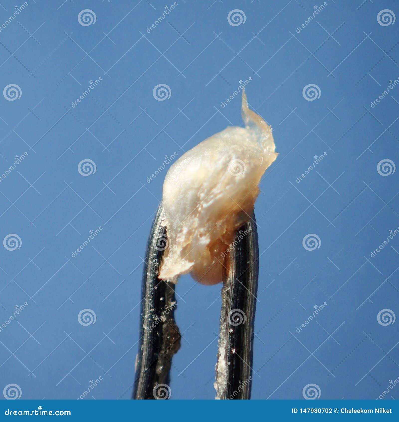 Cerume su a punta d'ago fotografia stock. Immagine di sfondo - 147980702