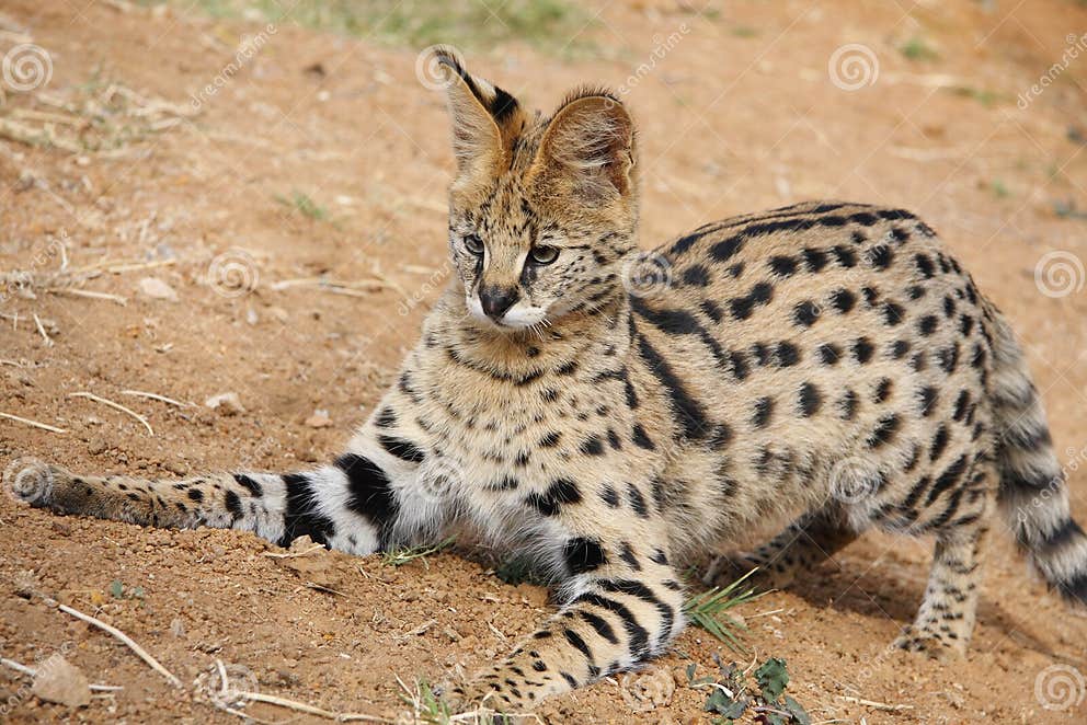 Cerval de ataque repentino foto de archivo. Imagen de observar - 5781278