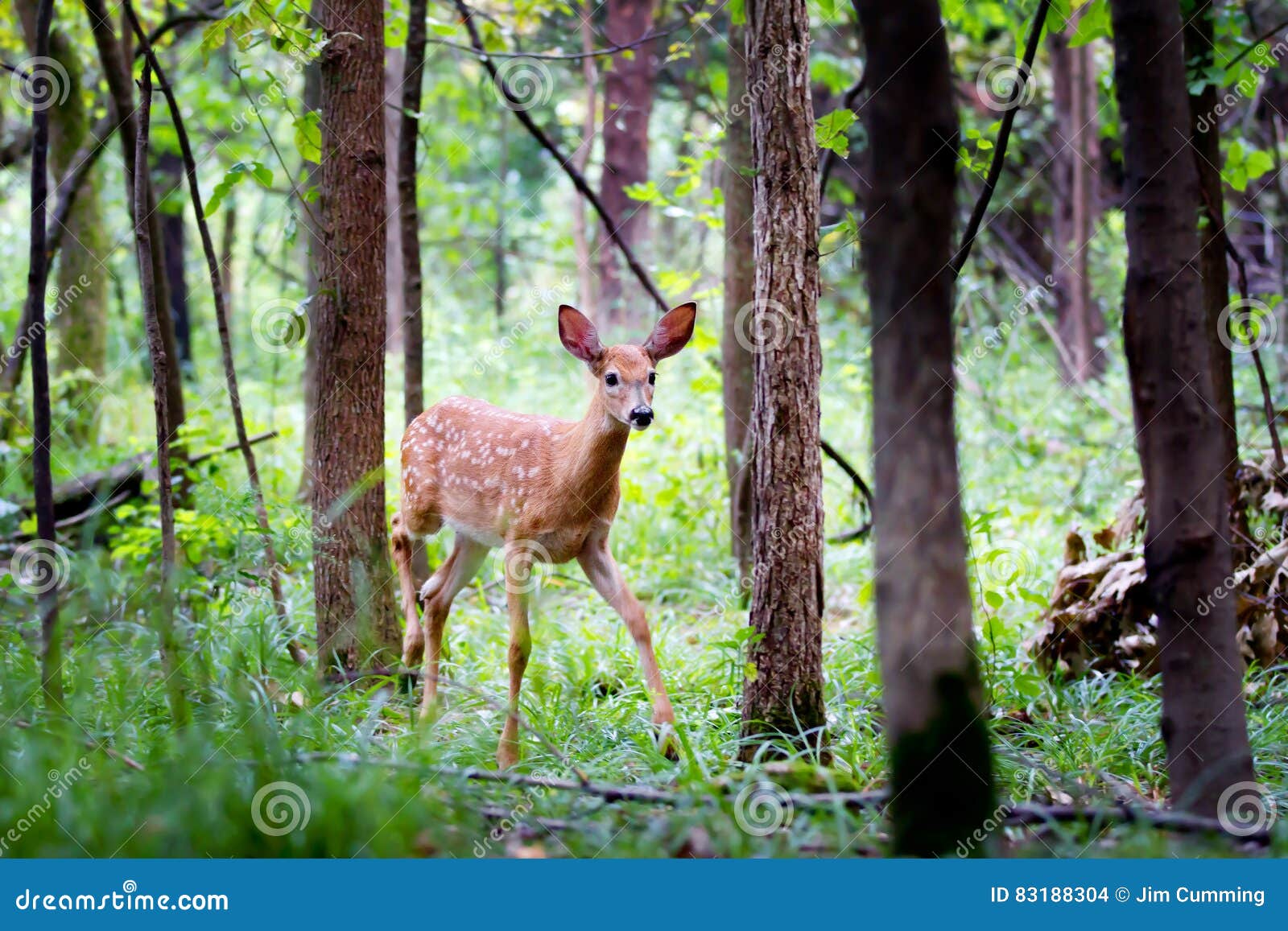 Cervatillo Blanco-atado De Los Ciervos Foto de archivo - Imagen de ...