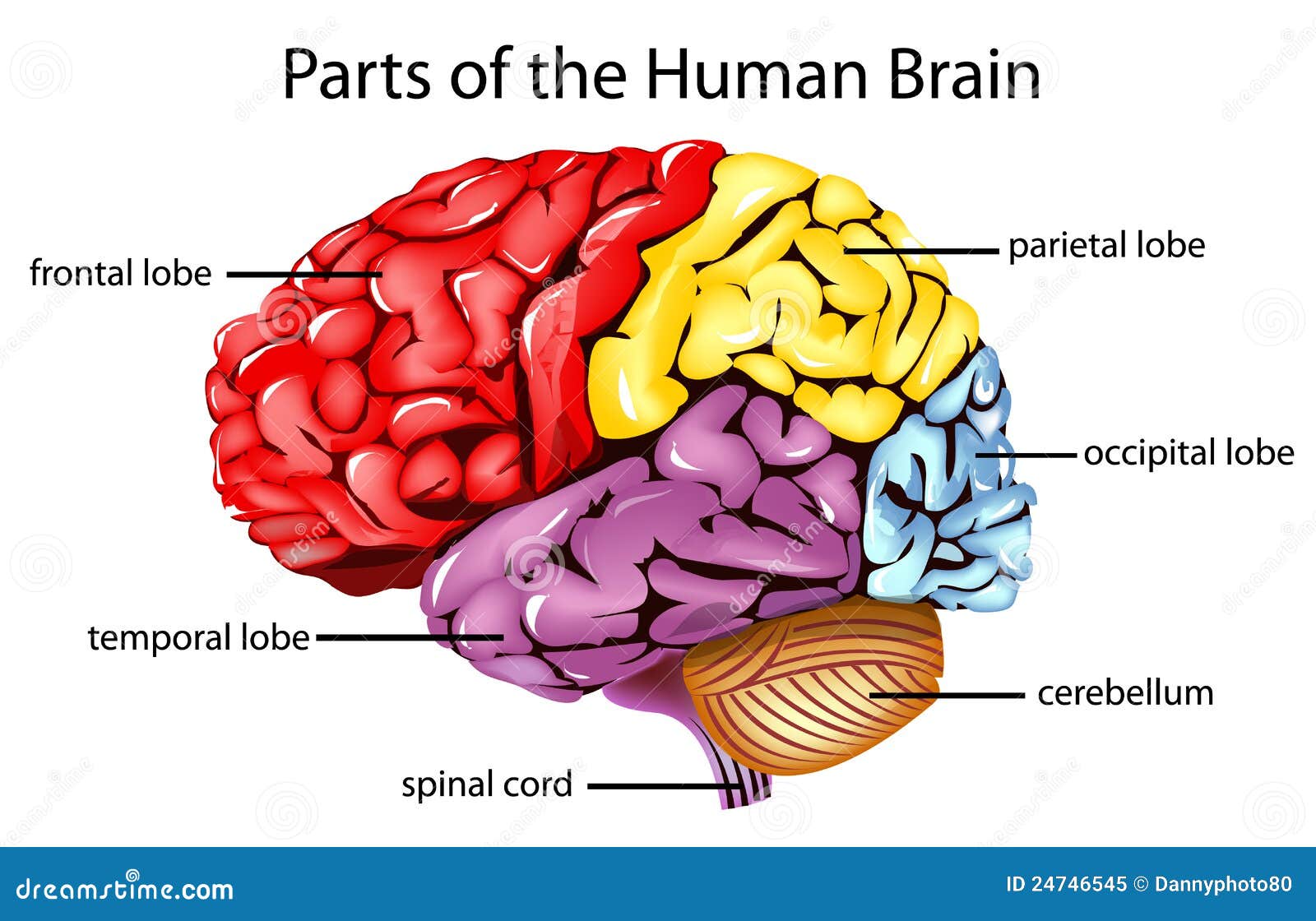 Cerveau Humain Photo libre de droits - Image: 24746545