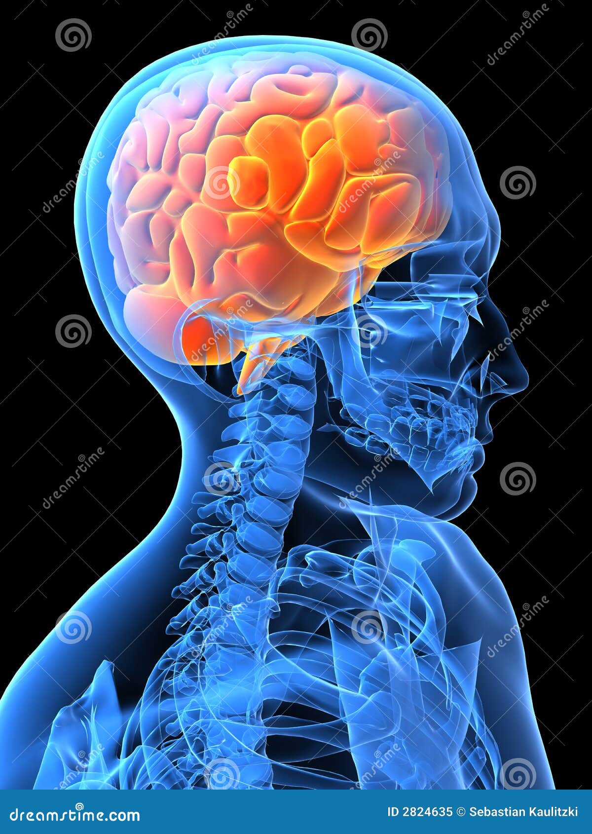 Cerveau humain illustration stock. Illustration du intellectuel - 2824635