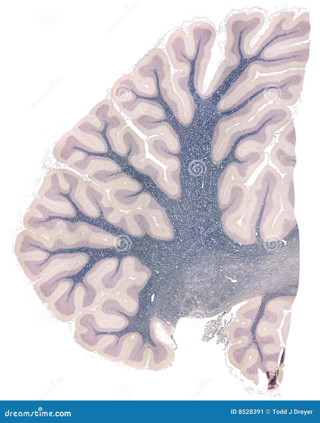 Cervelet humain image stock. Image du étude, analyse, micrographe - 8528391