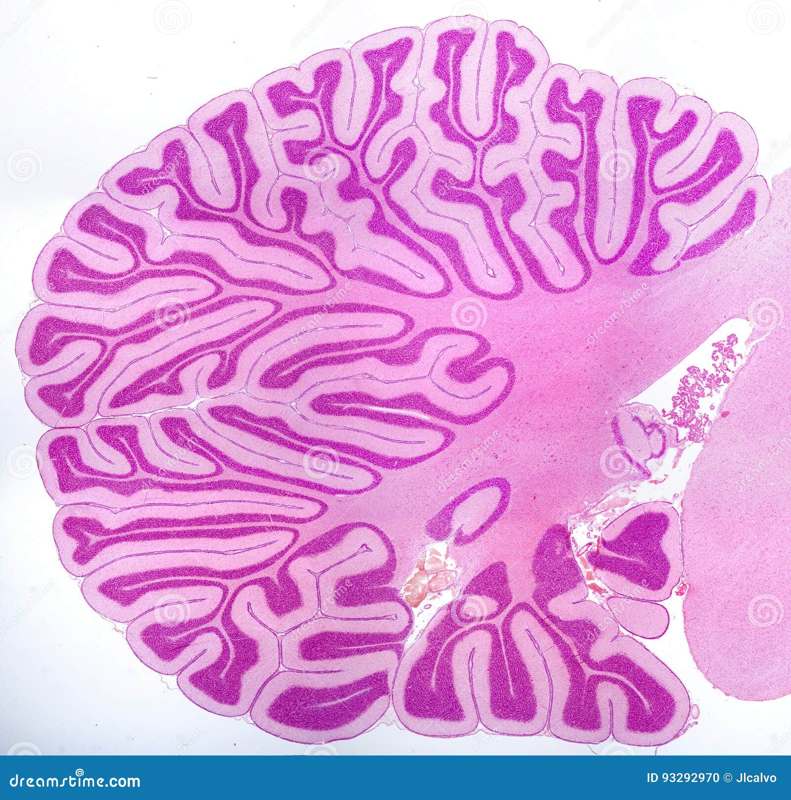 1,520 Cervelet Photos libres de droits et gratuites de Dreamstime